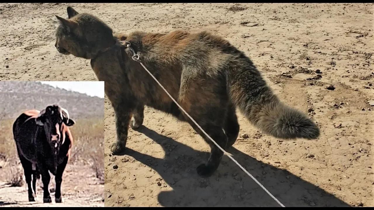 Cat vs Cow