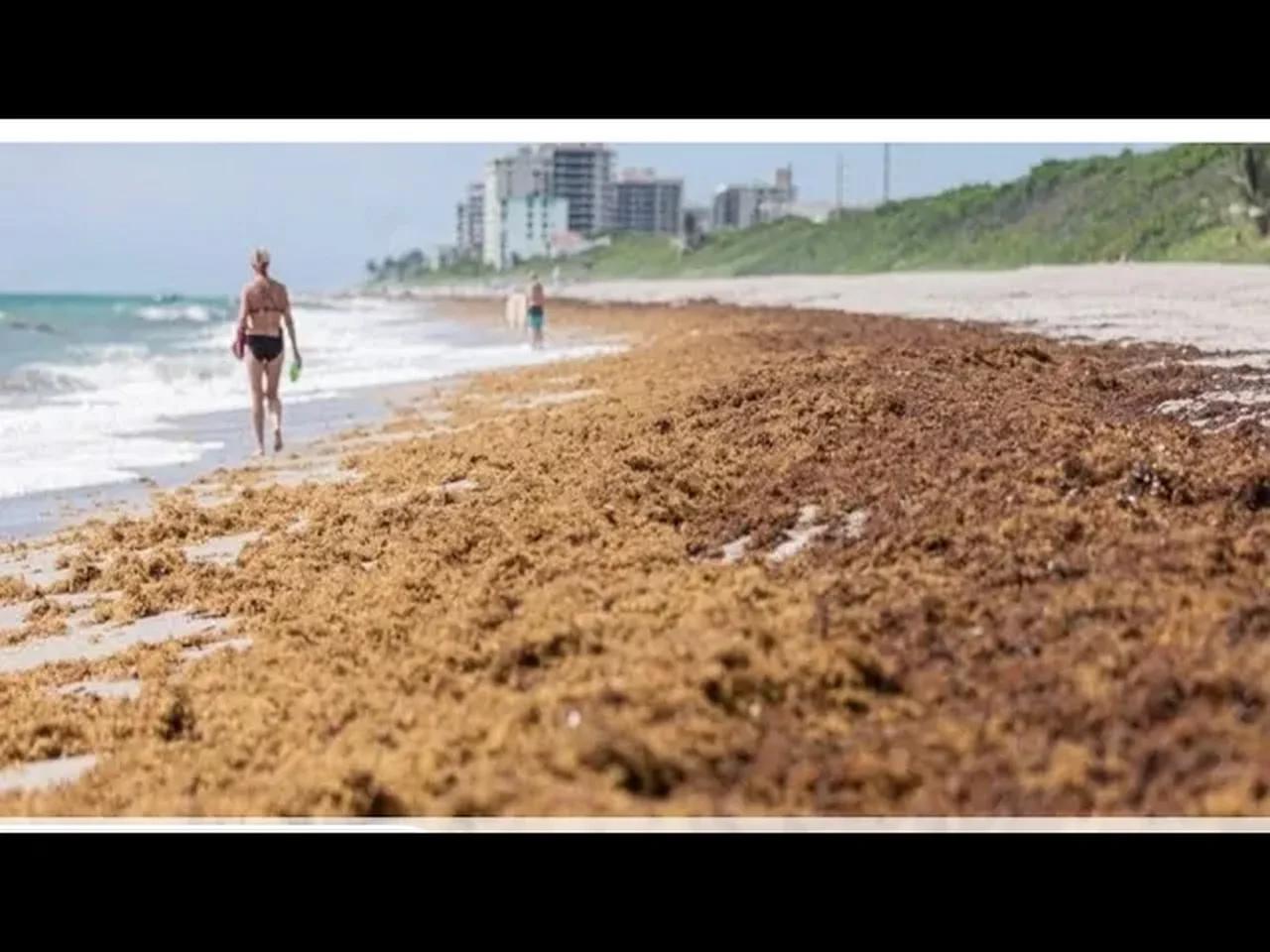 Massive Seaweed Blob headed to Florida- DeSantis& what will happen?