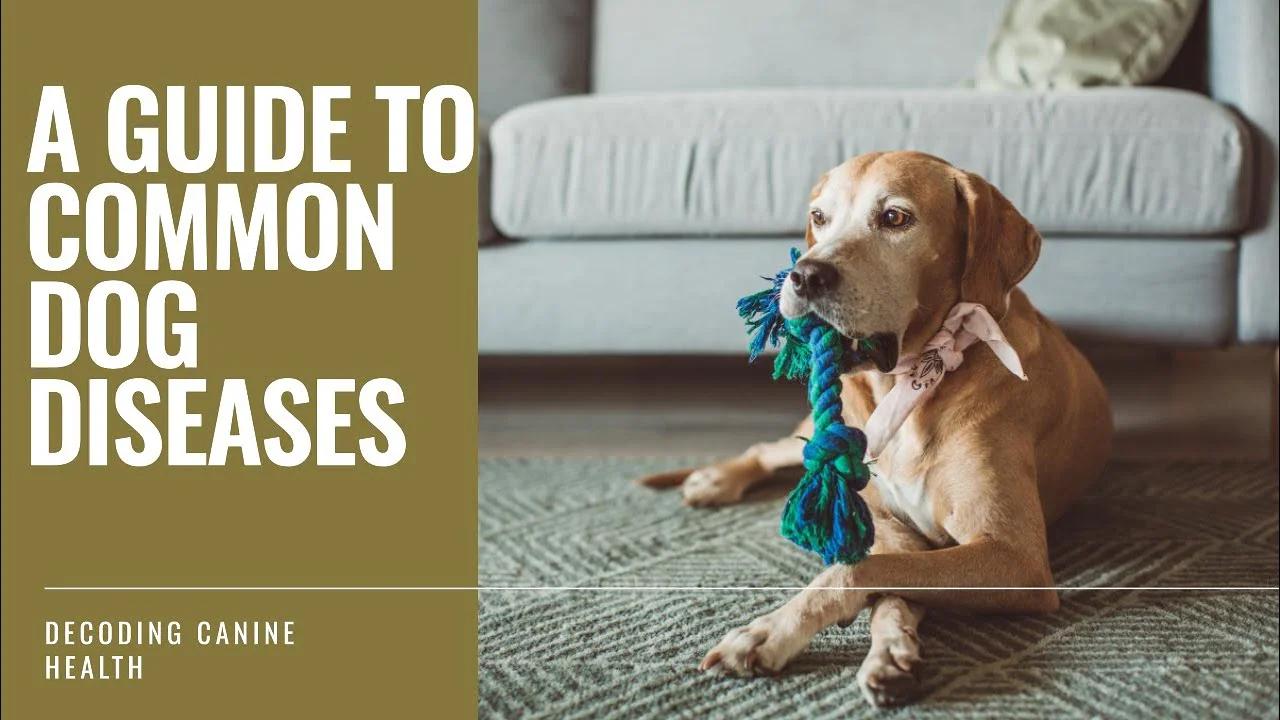 🐾 Decoding Canine Health: A Guide to Common Dog Diseases 🦴🐕