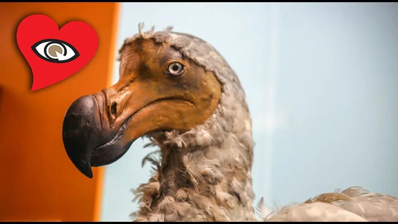 ONE FLEW | Over The Dodo Birds Nest