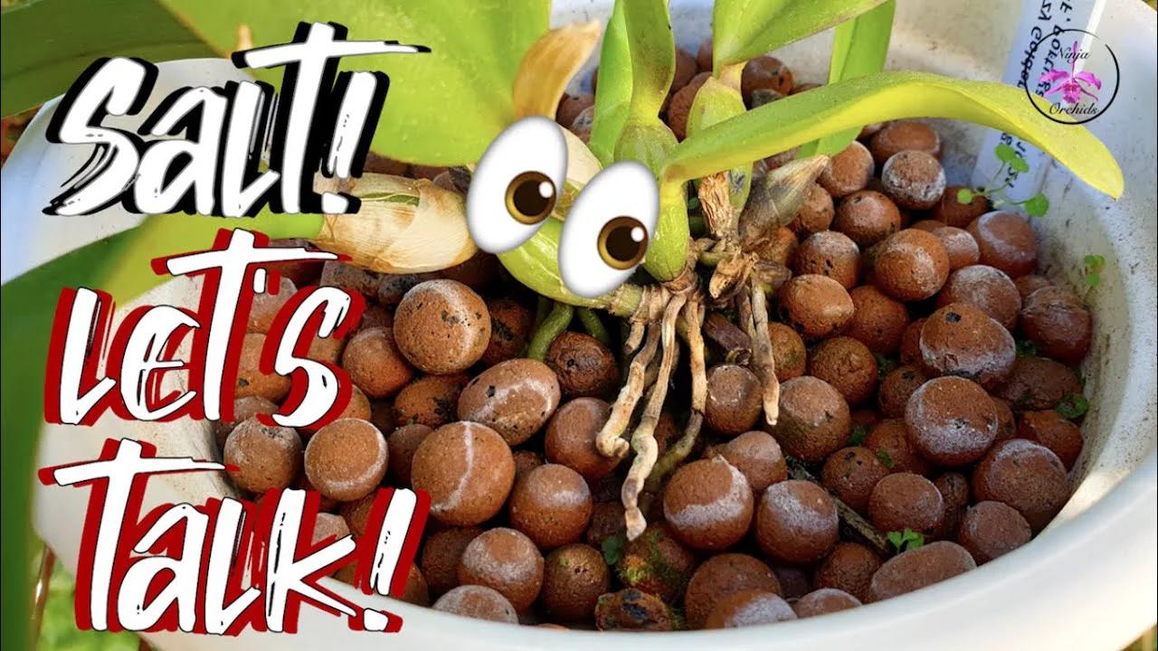 Why How When does Salt Build Up in Orchid Pots | How to easily ...