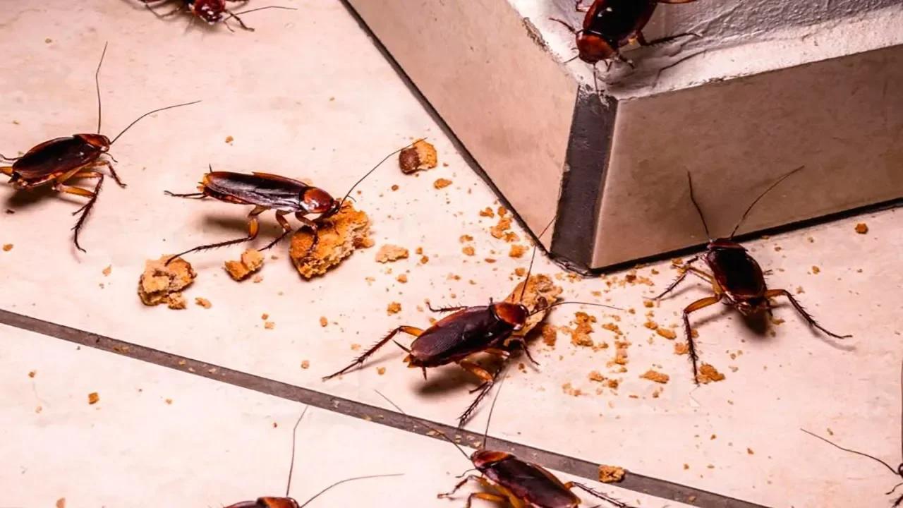 5 Tips para un Hogar Libre de Insectos y Plagas