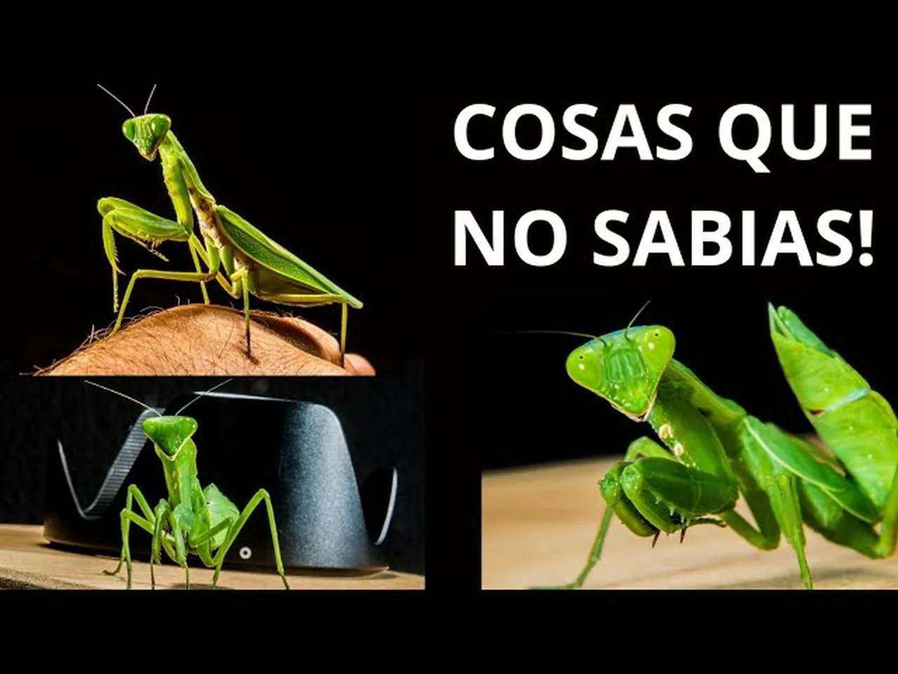 MANTIS/CURIOSIDADES QUE NO SABIAS DELAS MANTIS#curiosidades #mantis