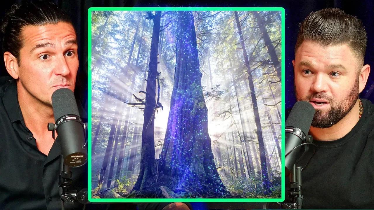 250 Year Old Siberian Cedars Emit Life Changing Frequencies