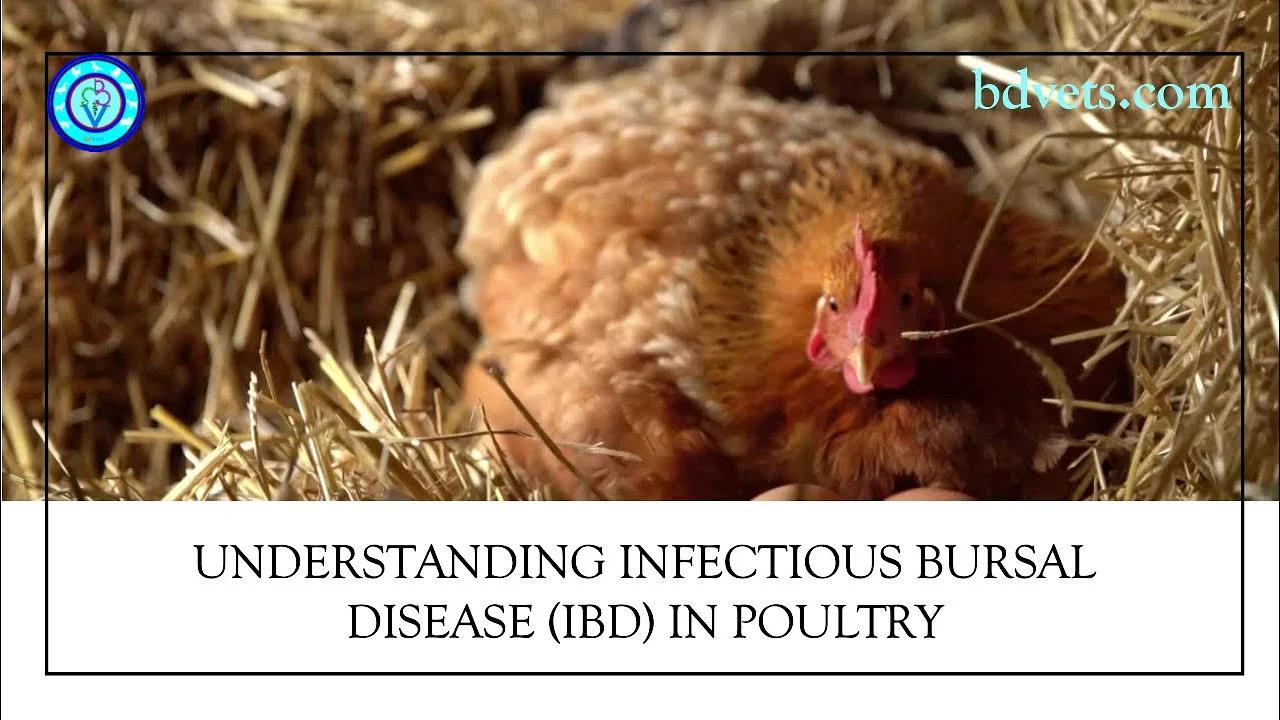 🐔 Infectious Bursal Disease (IBD) in Chickens: Causes, Symptoms, and ...