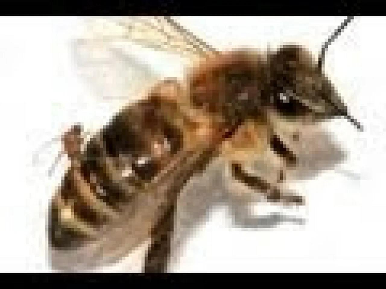 Mutant Bees are Invading America (Documentary)