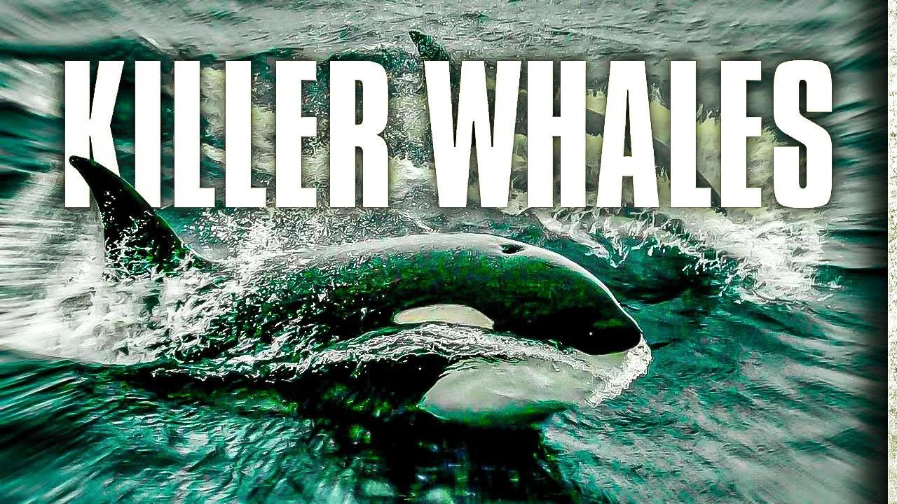 The True Story Behind the Name "Killer Whale | The Ocean's Top Predator