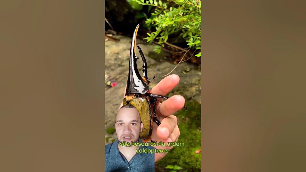 INSETO mais FORTE do reino animal #shortsyoutube #insetos #curiosidades