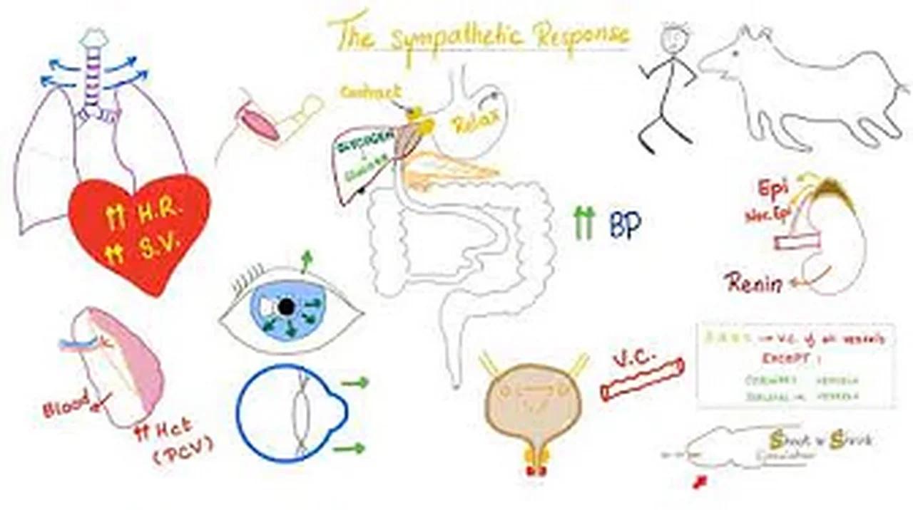 Sympathetic Nervous System | Fight and Flight | Origin, Relay, and ...
