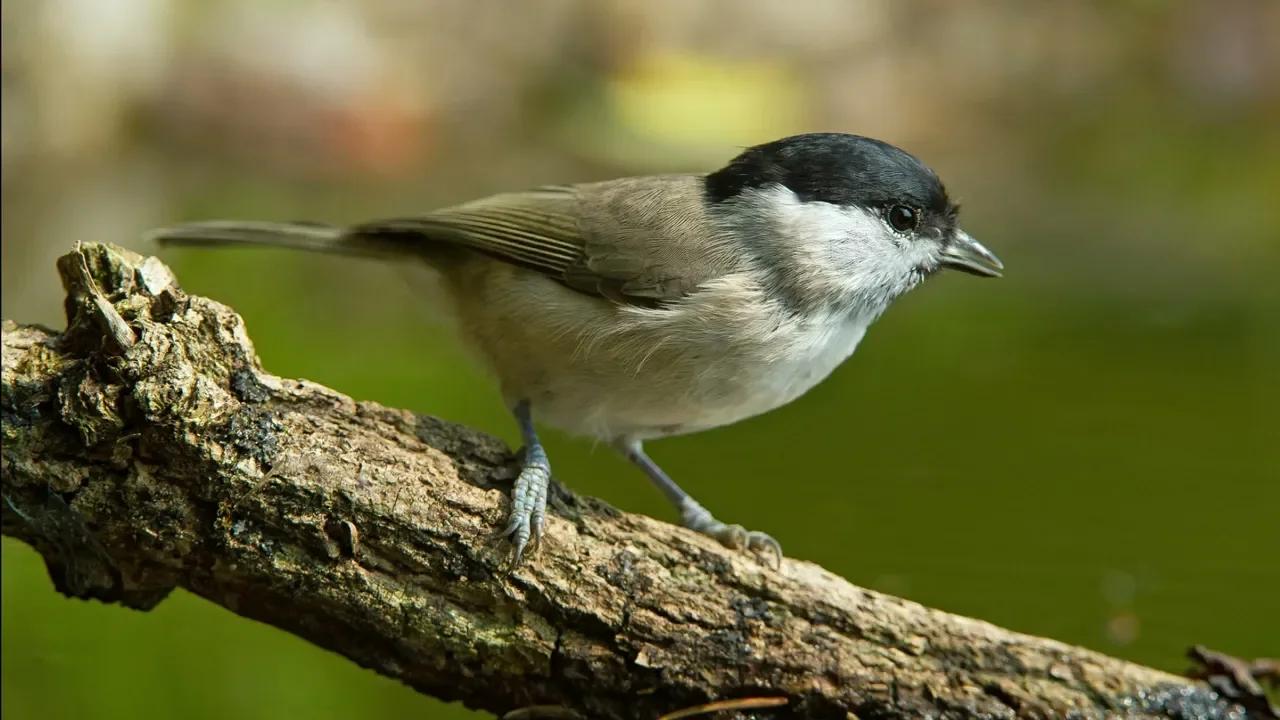 Parus palustris