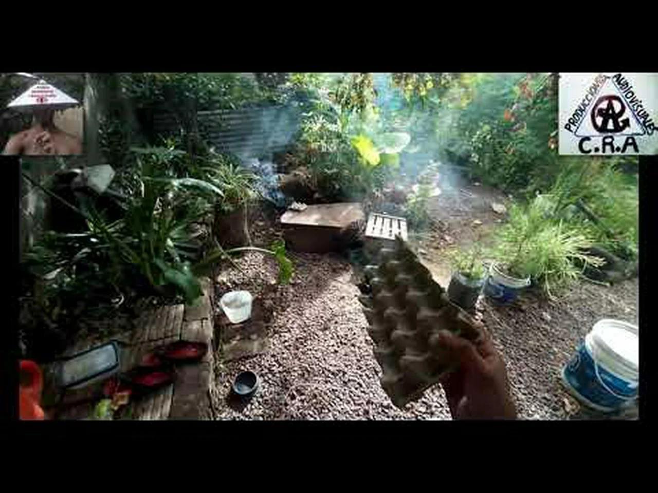 COMO COMBATIR A LOS MOSQUITOS FÁCIL Y SIN VENENOS 👍 Aberamentho C.R.A ...