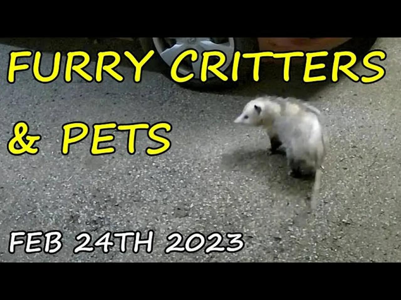 Furry Critters & Pets Feb 24th 2023