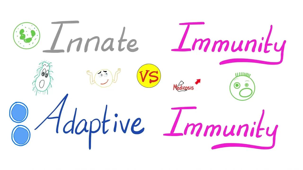 Innate Immunity vs Adaptive Immunity | Physiology Lectures Series