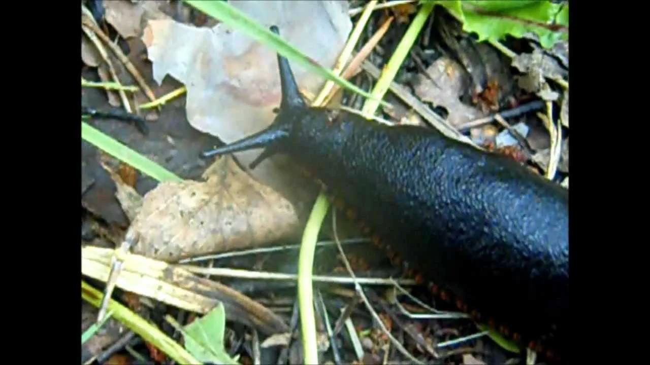 Colt lighter - ukkoetana