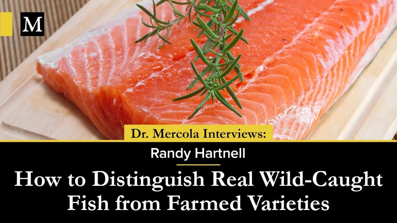 How to Distinguish Real Wild-Caught Fish from Farmed Varieties ...