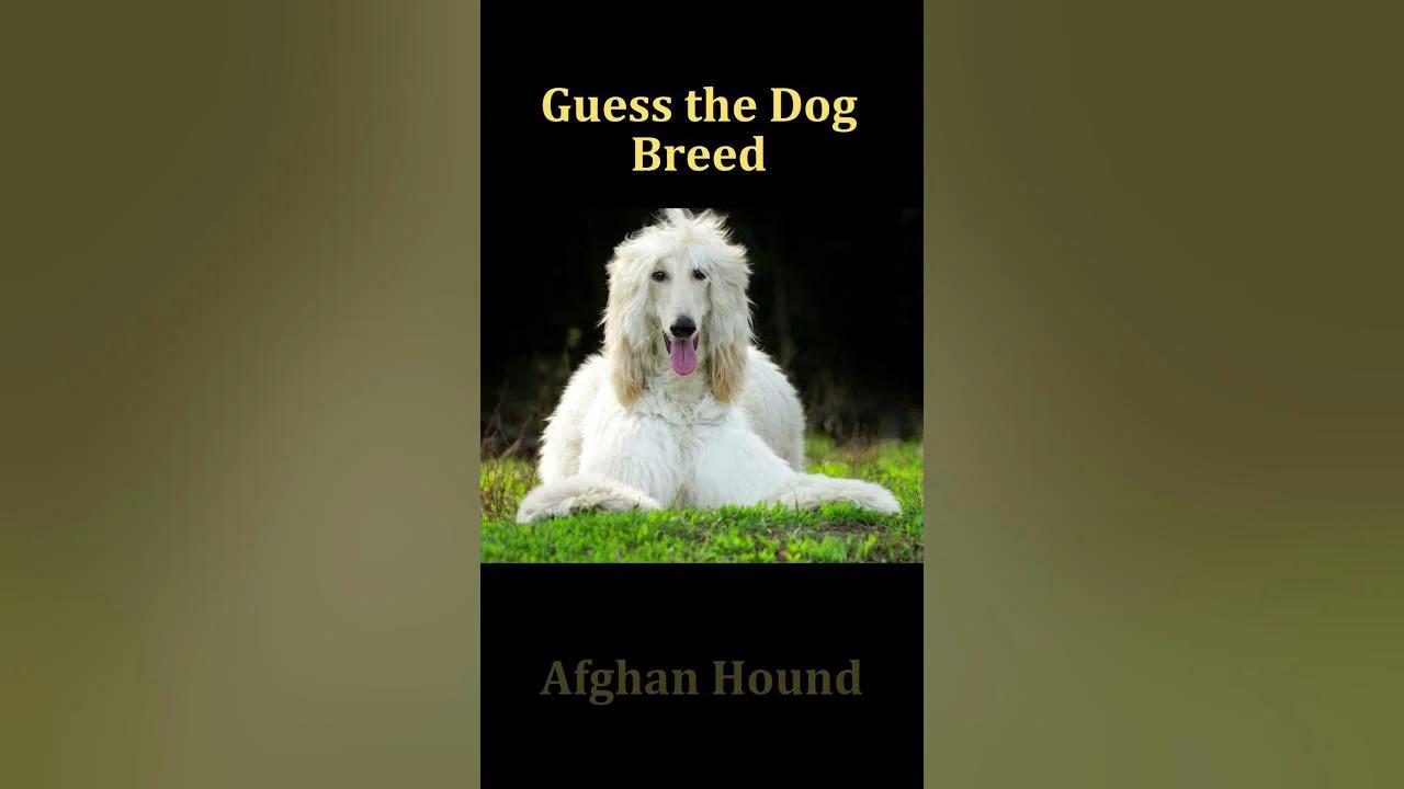 Guess the dog breeds quiz- Puppy Trivia #shorts #youtubeshorts #reels # ...
