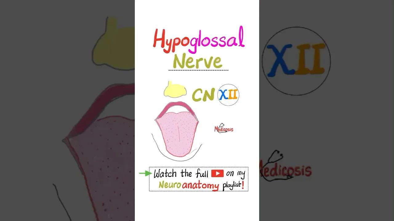 Hypoglossal Nerve - 12th Cranial Nerve - CN XII - Neuroanatomy…#science ...