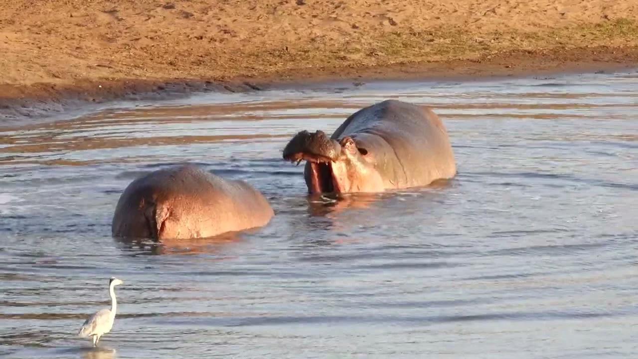 Hippo Screaming Match Turns Into Showdown