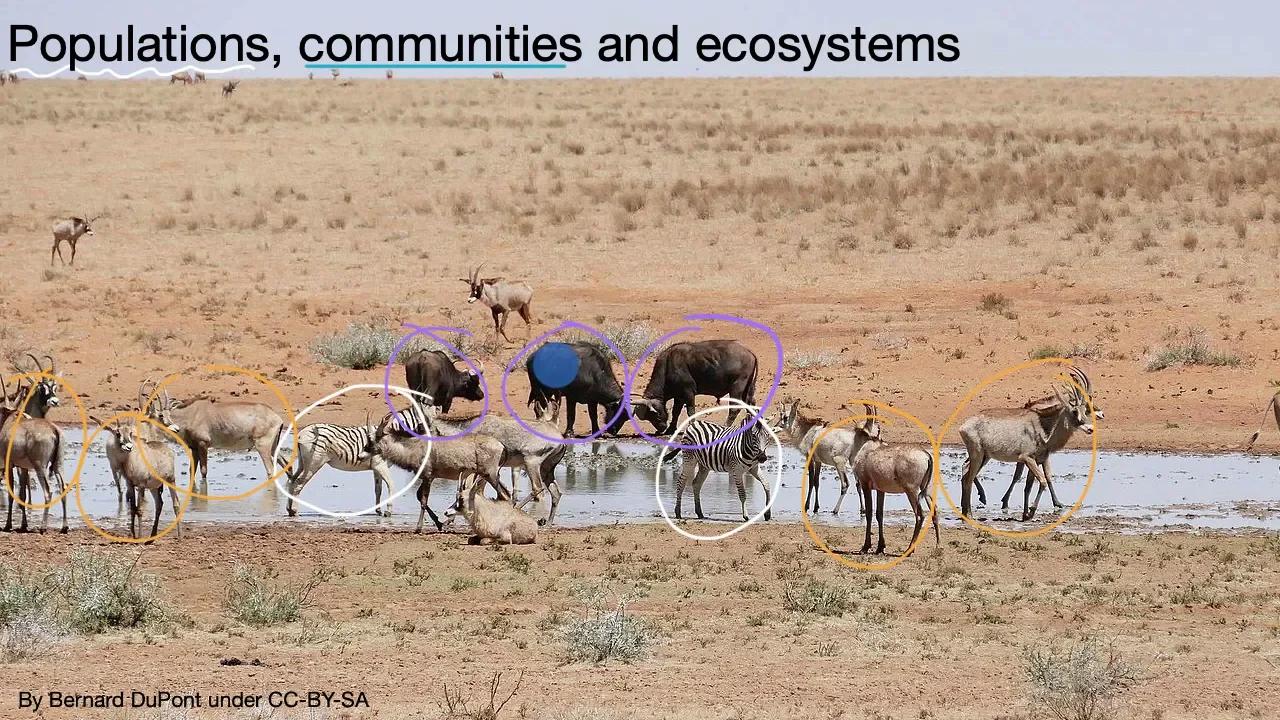 Populations, communities, and ecosystems | Middle school biology | Khan ...