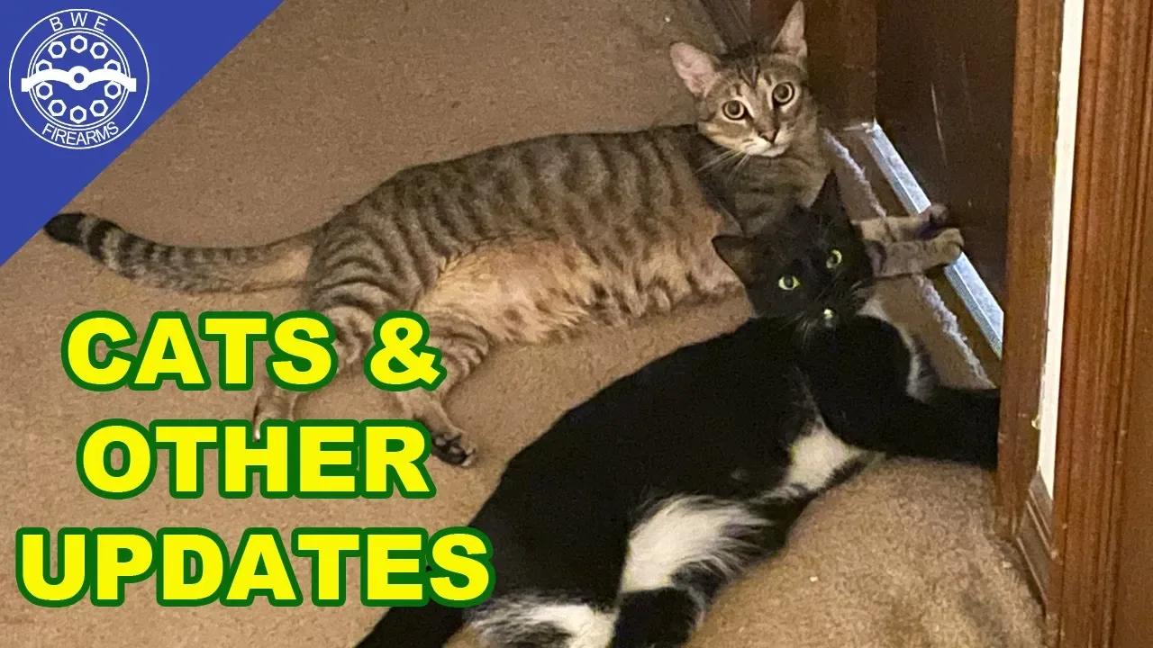 BWE and Life Updates/We Got Cats.