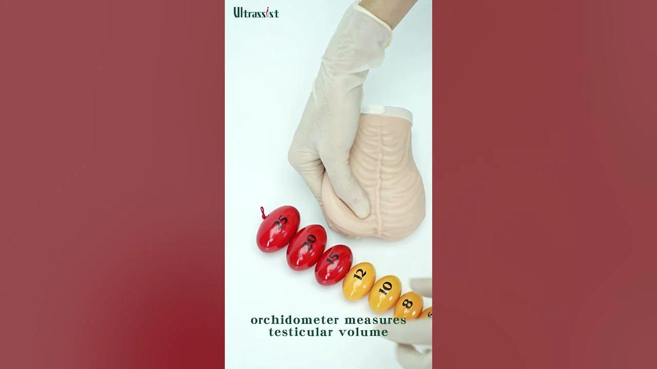 Orchidometer for Testicle Size Volume Measurement at Home or Clinics # ...