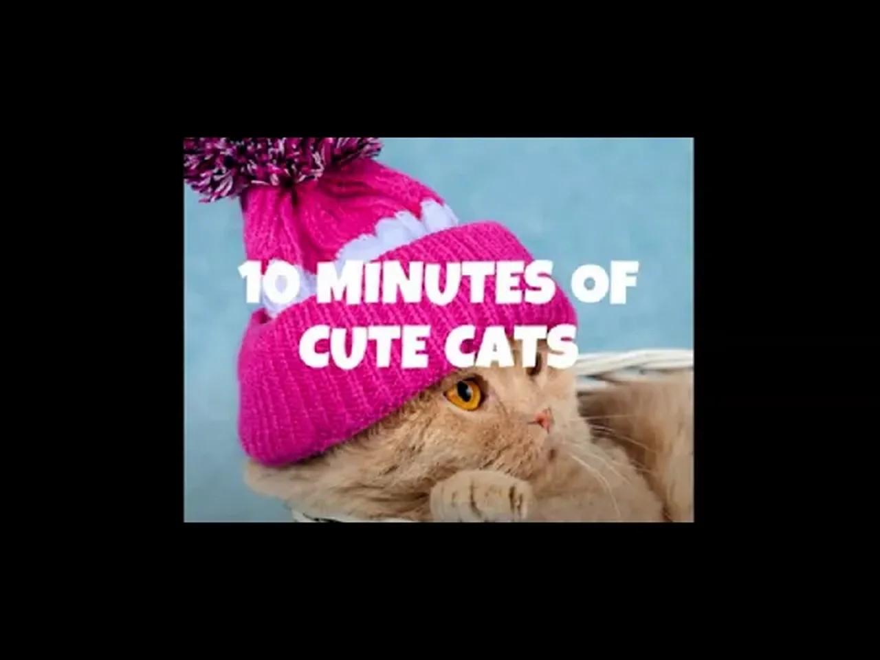 Adorable Feline Frenzy: Cute Cats Melting Hearts!