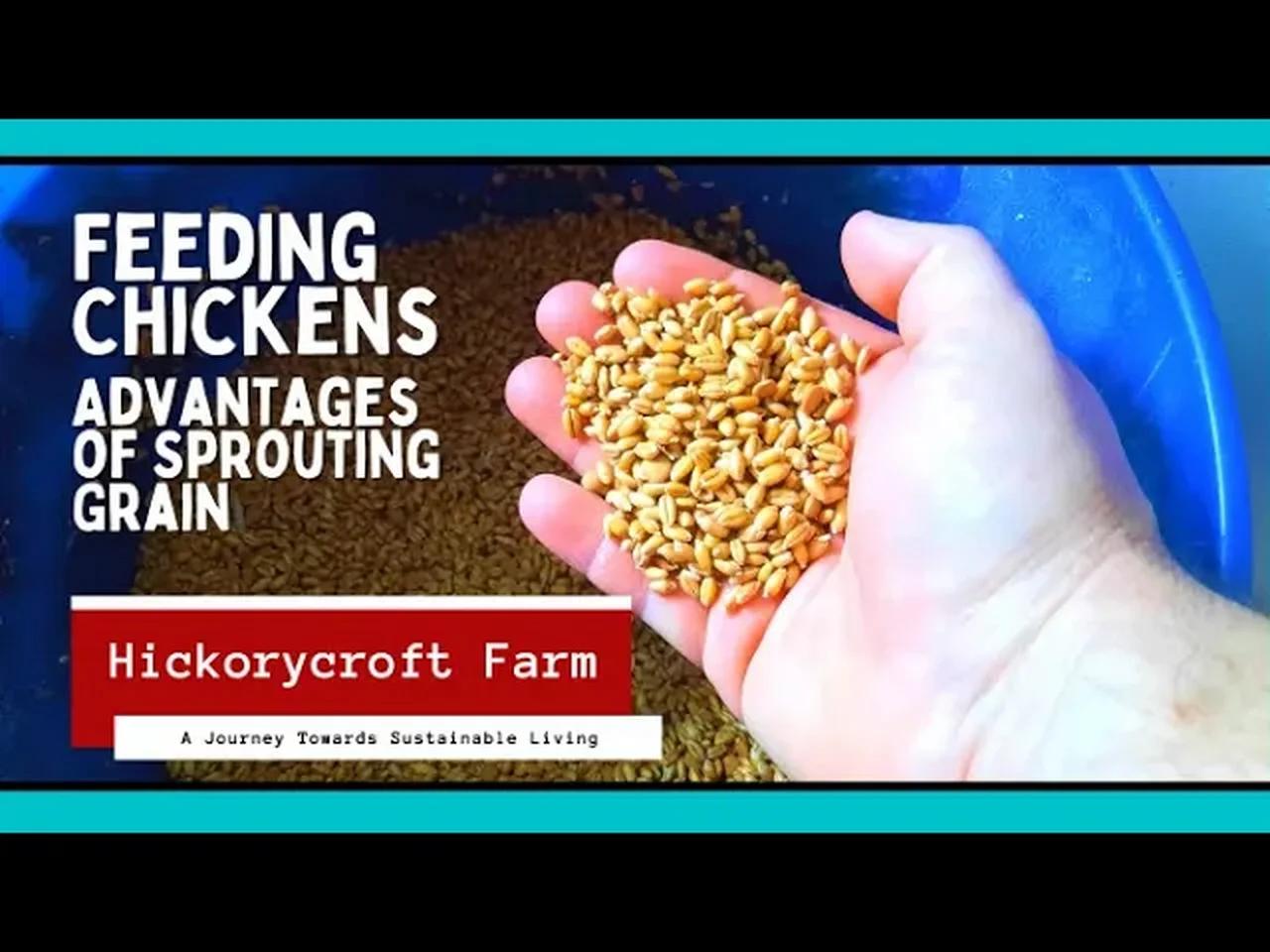Chicken Feed | Sprouting Grain | Idea For Homemade Chicken Feed