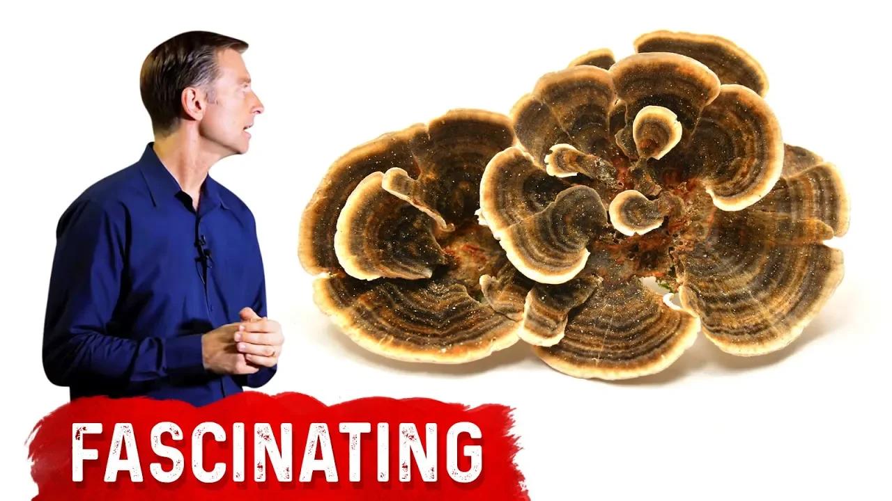 Turkey Tail Mushroom and Cancer