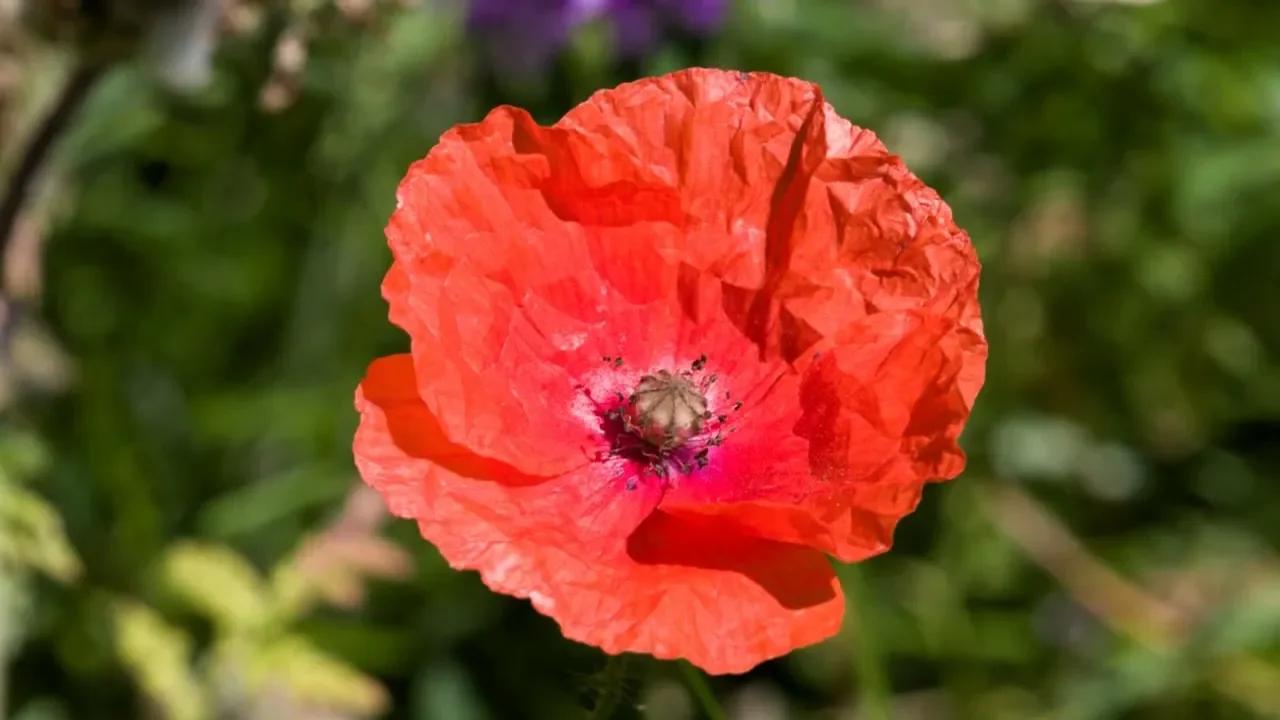 Scottish National Anthem - Flower Of Scotland - 2022 updated version