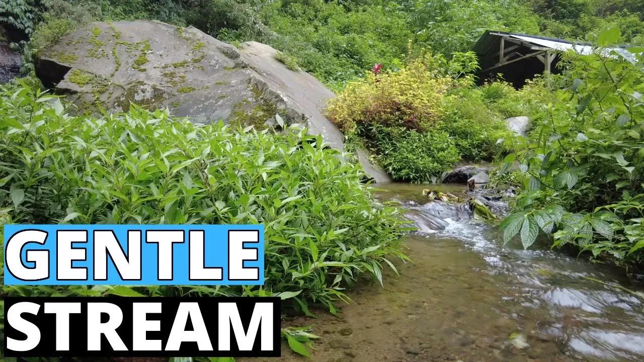 Gentle Stream Sounds. RELAXING STREAM Sounds to Relax, Sleep, Focus ...