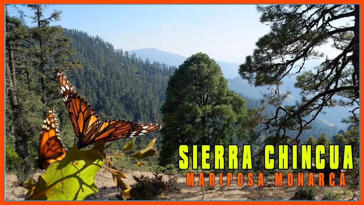 Santuario de la Mariposa Monarca Sierra Chincua - Una Maravilla natural ...