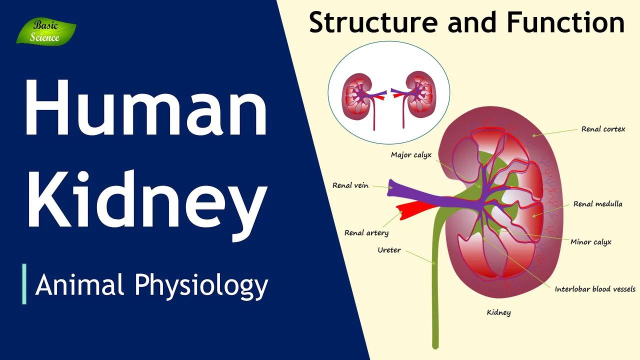 Kidney | Structure | Function | Animation | Animal Physiology | Basic ...