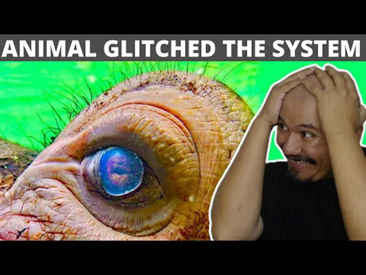 How One Animal Glitched The System (Casual Geographic Reaction)