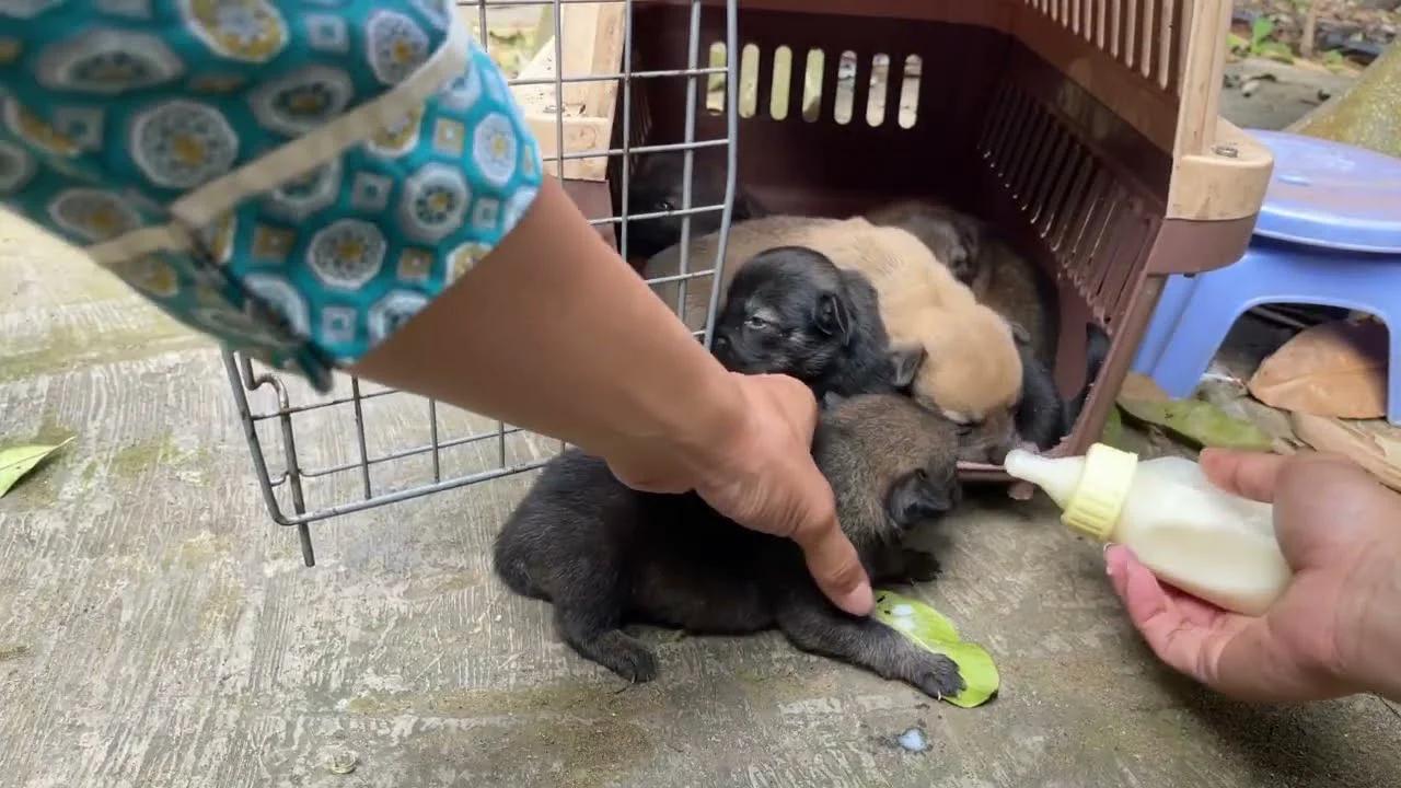 LIVE: Feeding Wild Puppies