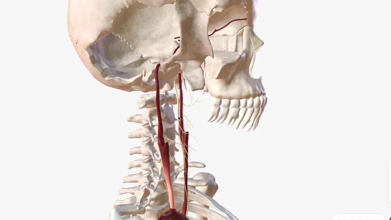 Internal Carotid Artery Anatomy Branches And Relations
