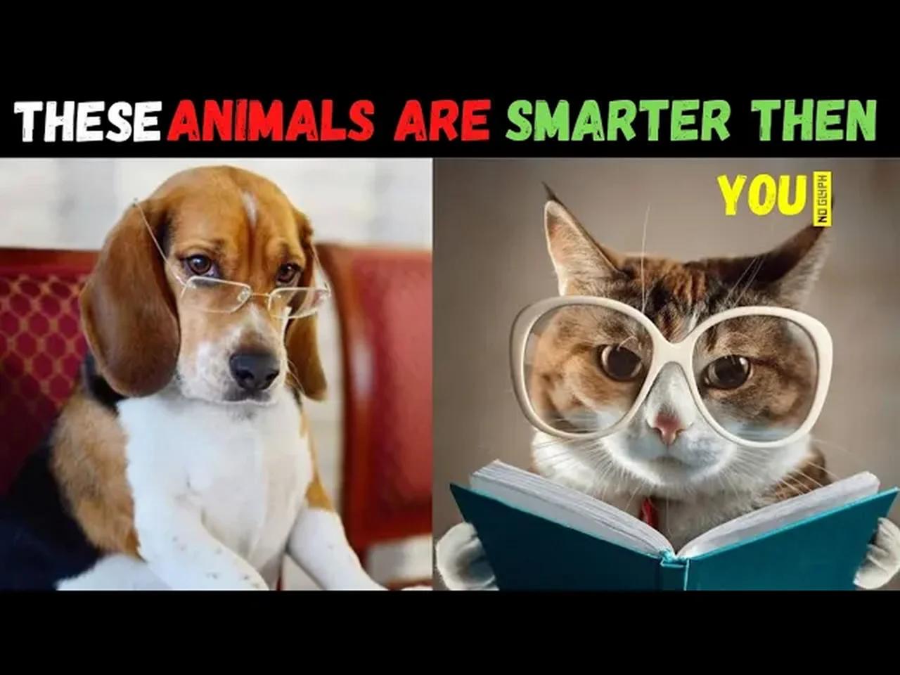 These Animals are smarter then you 😱