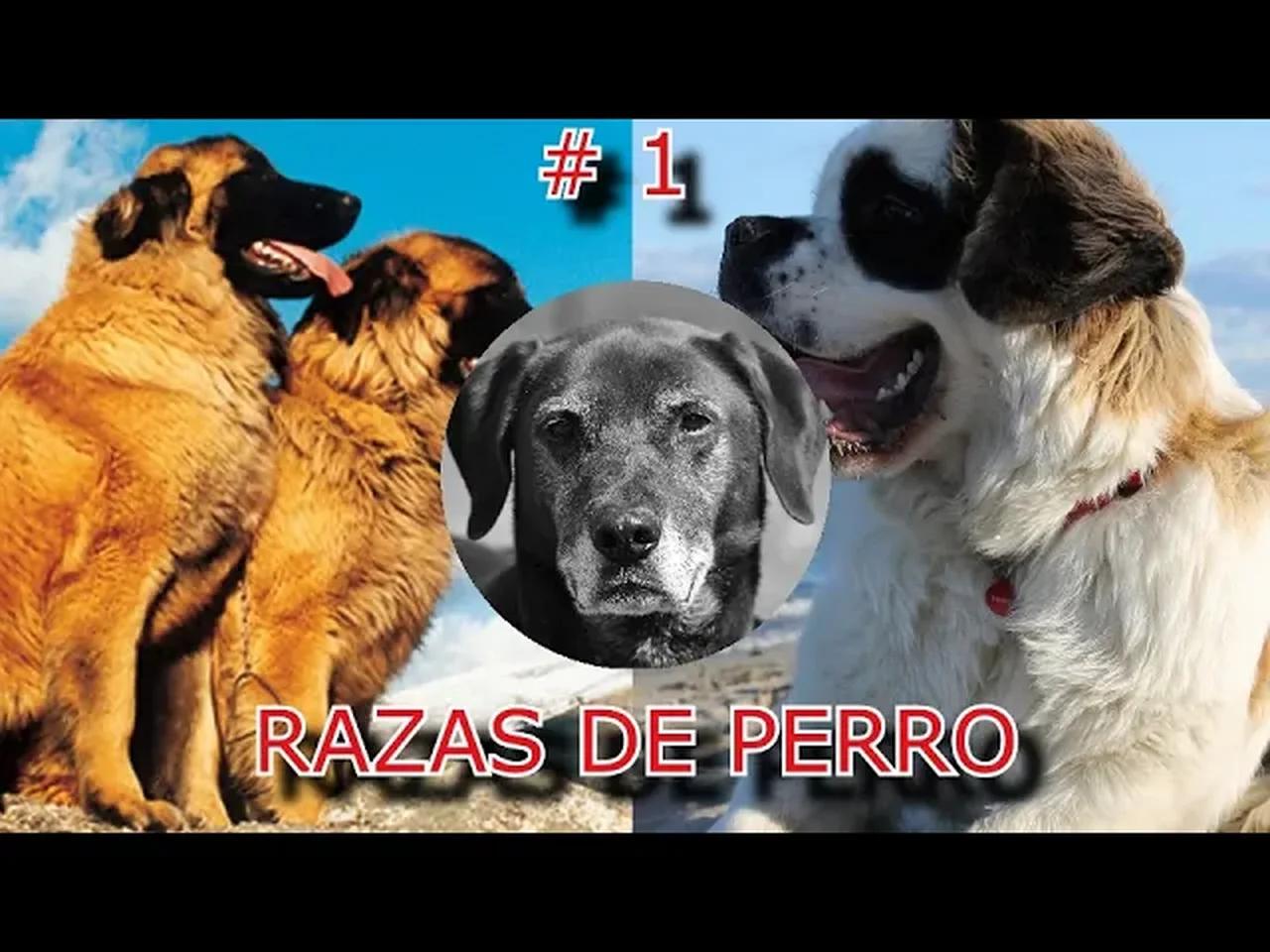 Conociendo todas las diferentes razas de perro parte 1