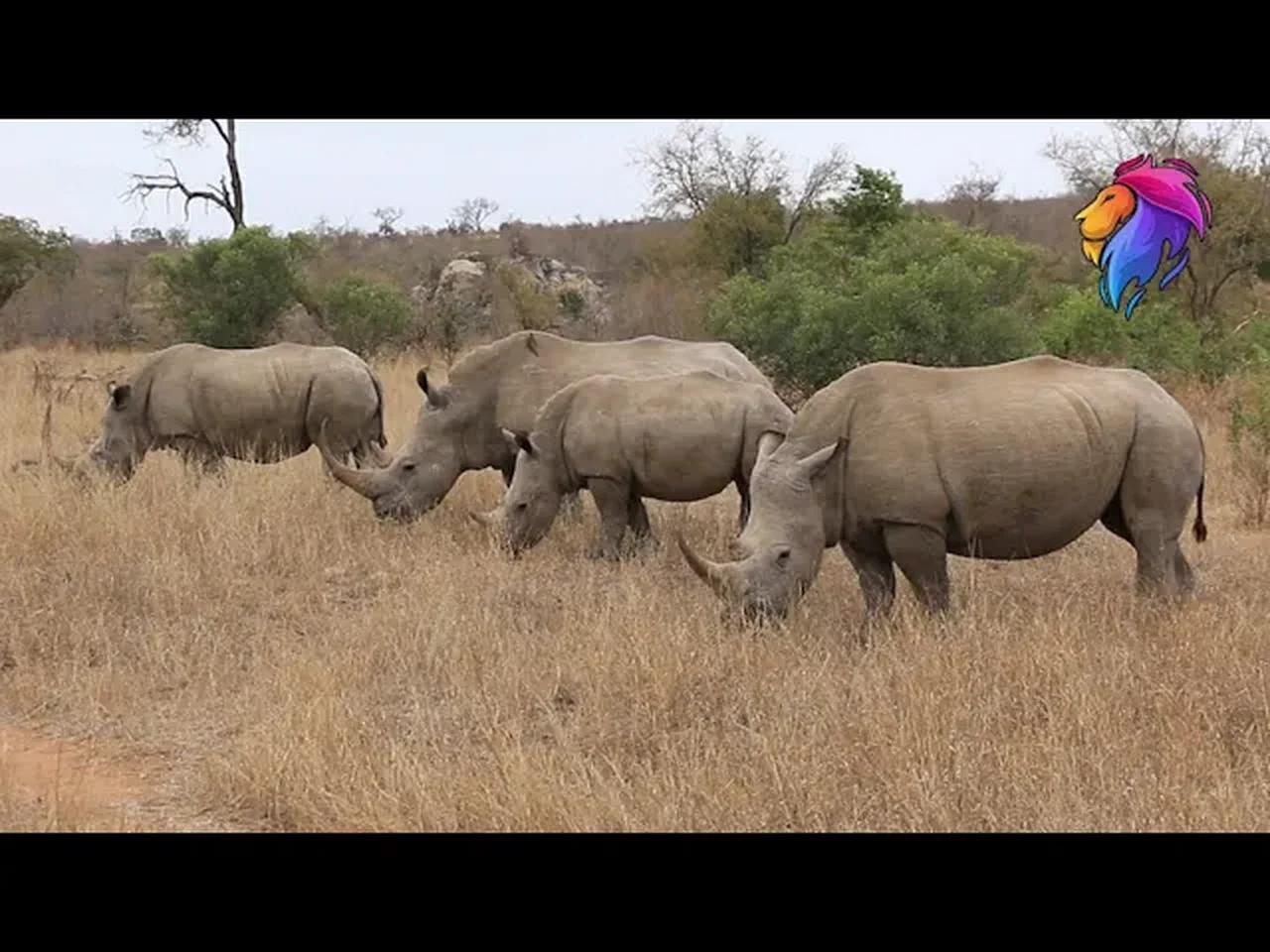 Rhino Army Next to The Road | Amazing Animal Videos.