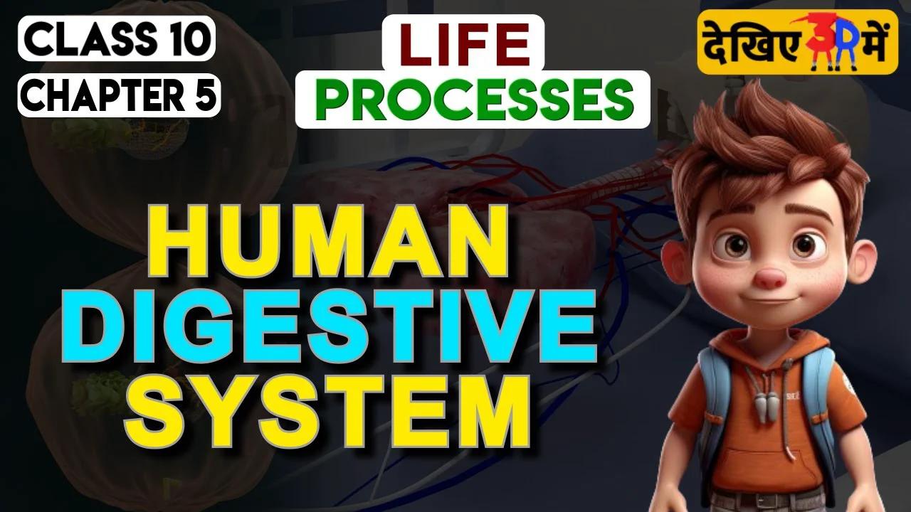 🔥NCERT Science Class 10: Chapter 5 - Part-11 | Life Processes In 3D ...
