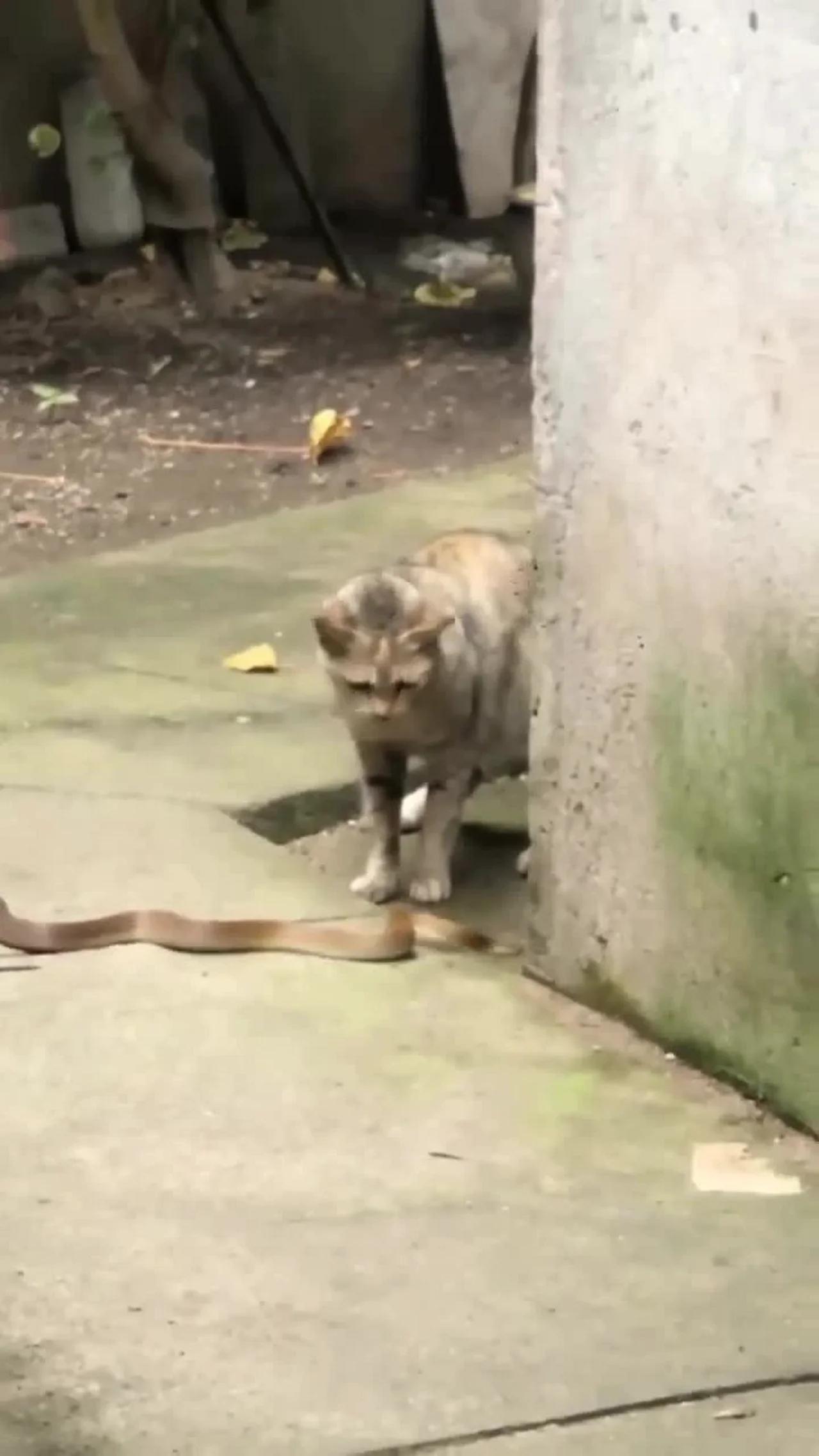 😂🐍 Who Has the Best Reflex? Cat vs Snake Showdown! | FunFM