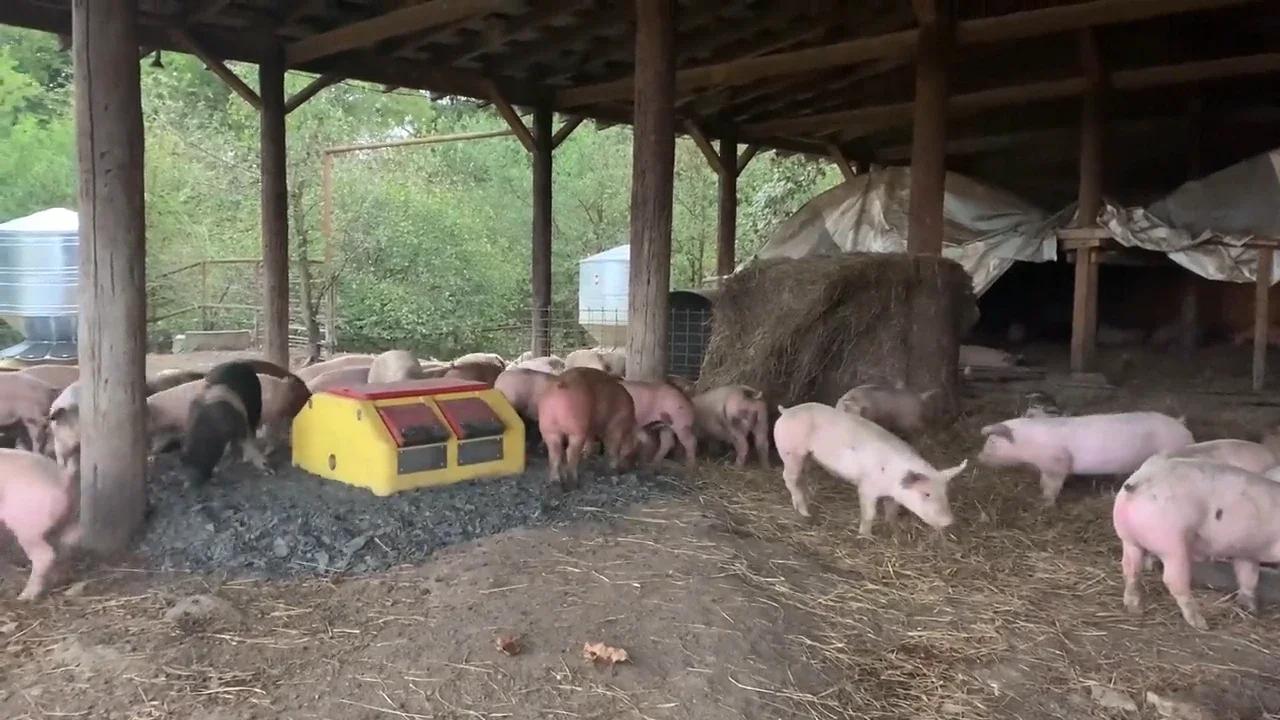 Raising PIGS for BEGINNERS! [In-Depth Guide]