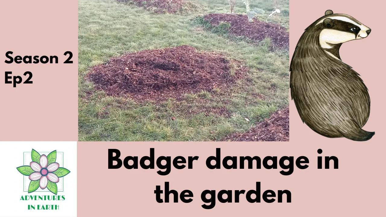 Badger damage in the kitchen garden!! [S2 | Ep2 - 25th January 2023]