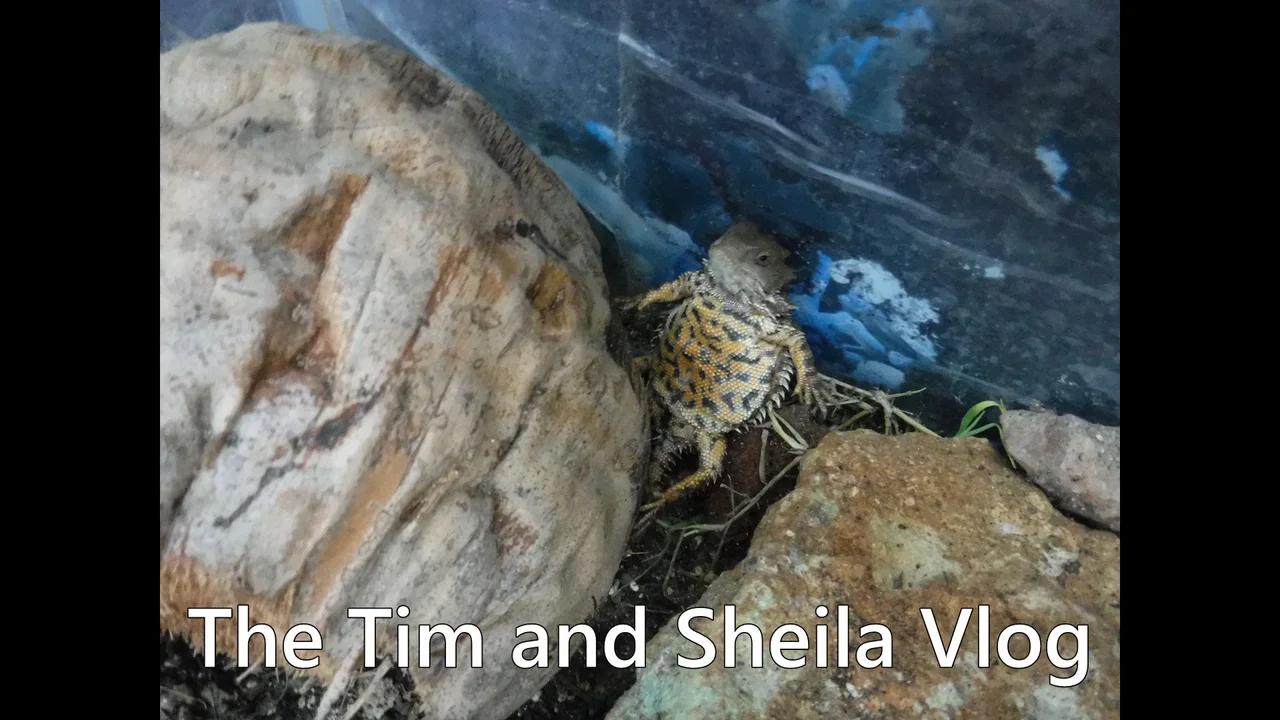 Neutralplier Requests Lizards.mp4 {Old Footage}