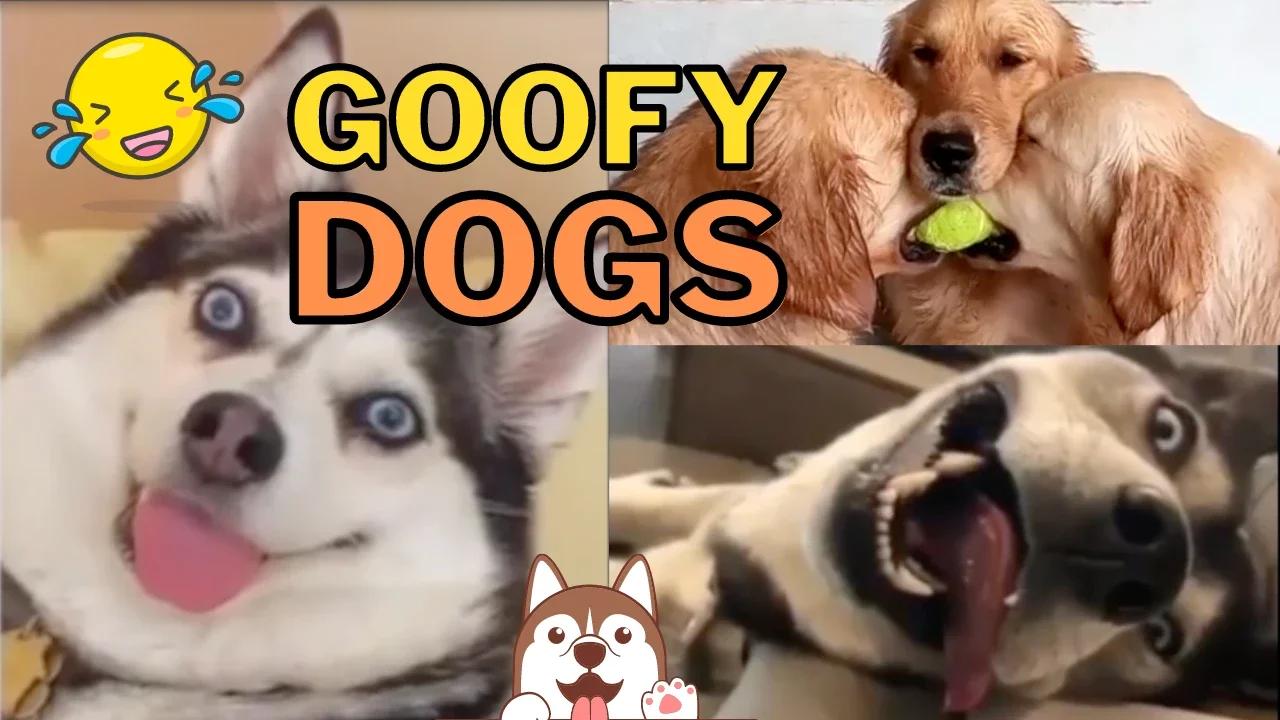 Goofy Dog Compilation Vol. 3 - Lovable, Derpy Doggies That Will Make ...