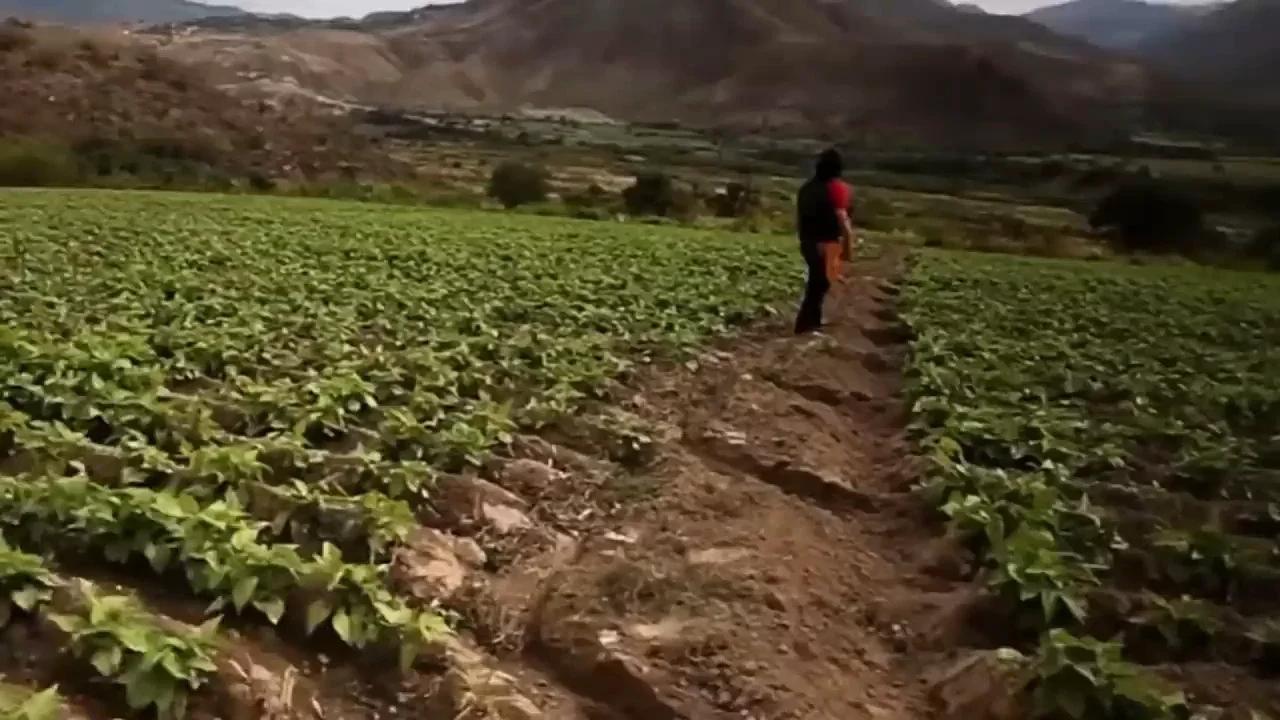 Widinson - El Camaleón