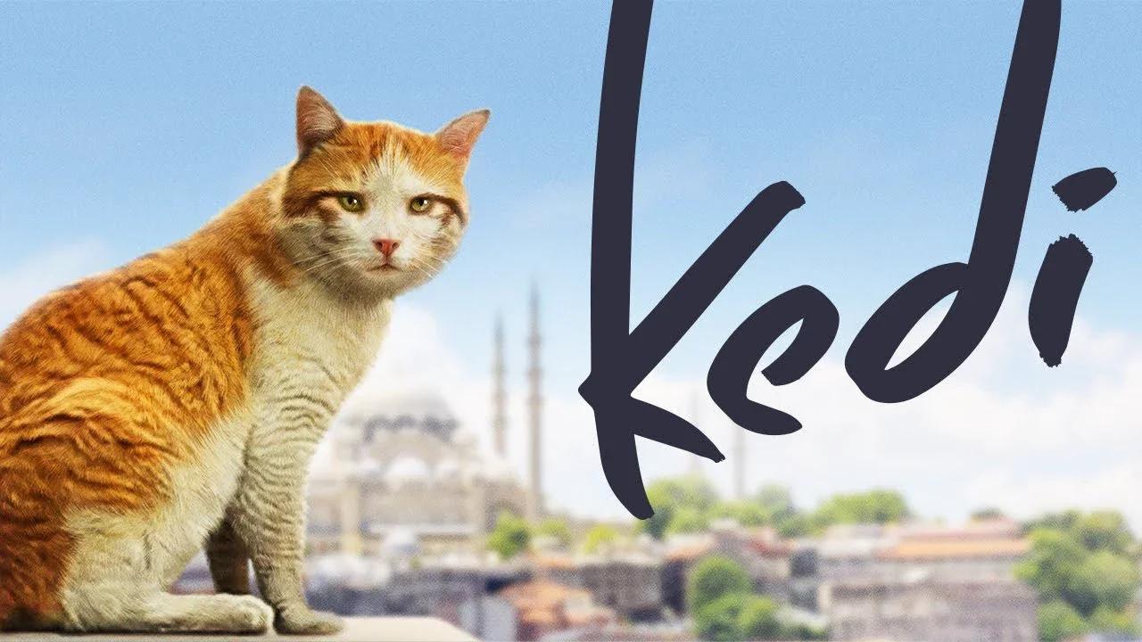 Kedi.2016.bg