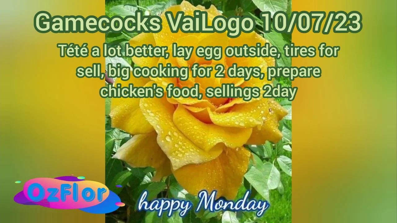 Gamecocks VaiLogo (Vlog) 10/07/23 - Tété a lot better, lay egg outside ...
