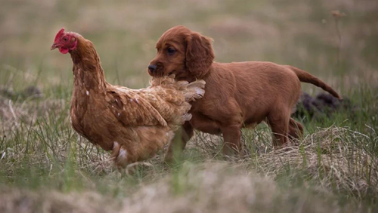 Dog vs Chicken Fight 14 😍 Funny Dogs Video Compilation | cute petz - EP 16