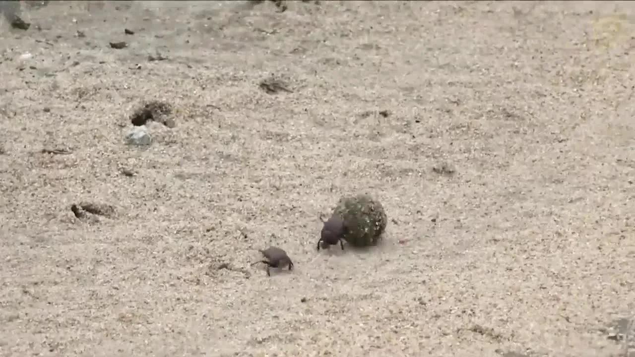 🤣🐞 Epic Dung Beetle Battle Over Poop Ball! | FunFM