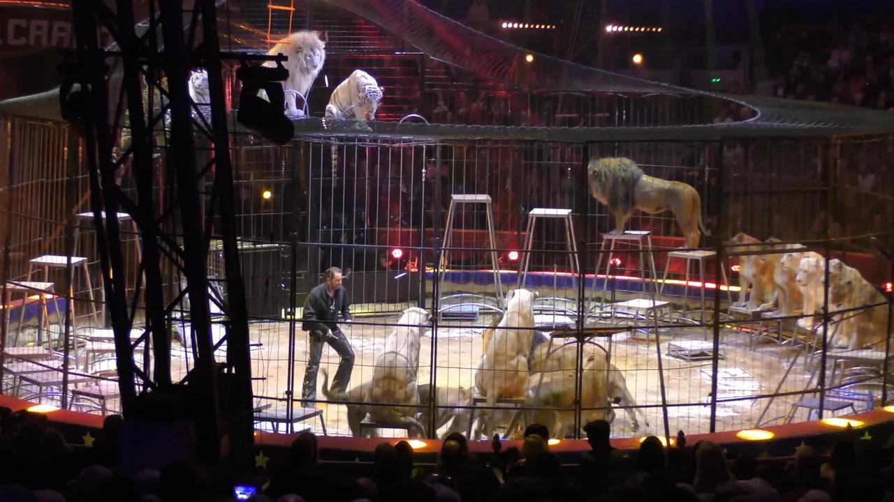 Circo 4